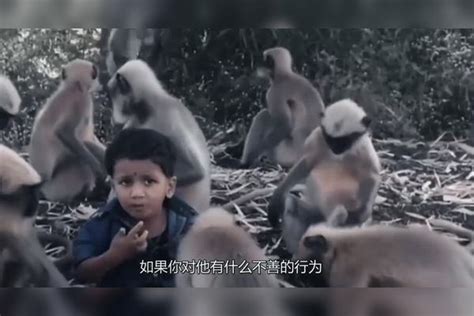 顽皮猴子爬高压电线杆，瞬间被电成“火猴”，镜头拍下全过程