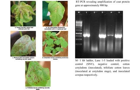 Pathogenicity Test Supporting Koch Postulates And Its Molecular