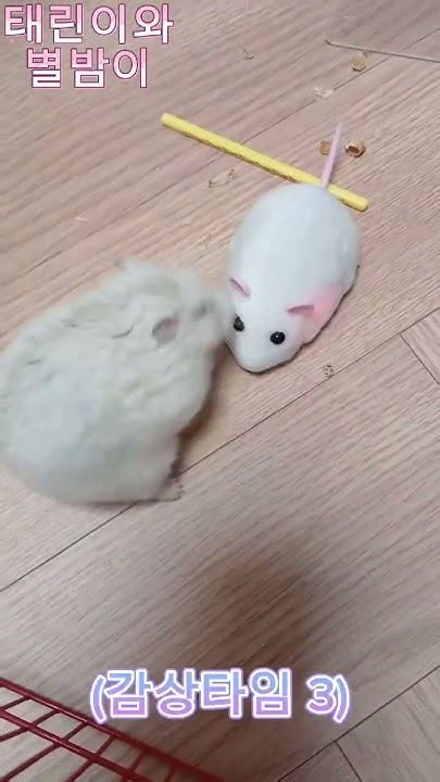 달이라는 쥐 장난감과 노는 별이~ 놀기 장난감 쥐 햄스터 쇼츠 Youtube