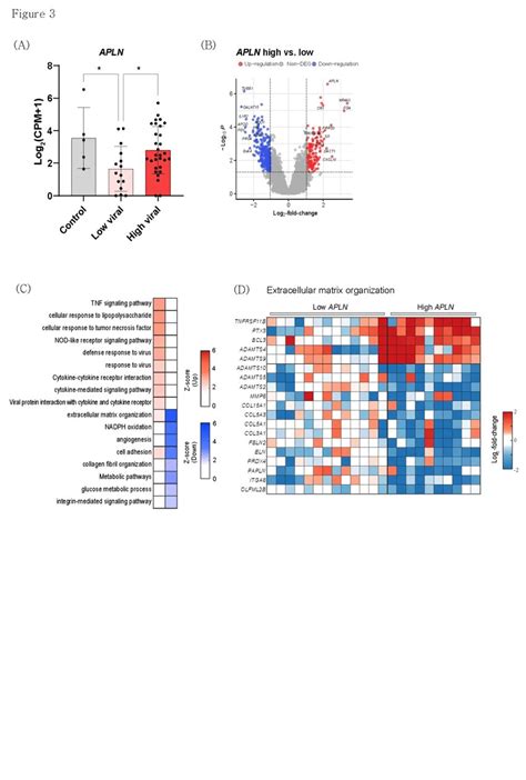 Profiling Of Sars Cov 2 Infected Human Lung Transcriptomes A Apelin