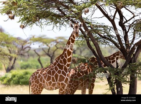 The Giraffes Eat Leaves From The Acacia Trees Stock Photo Alamy