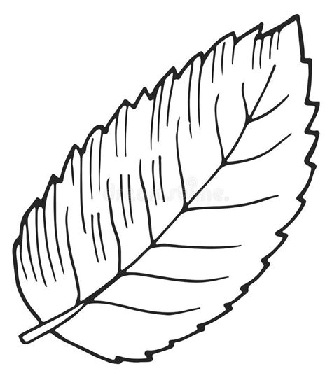 Leaf Sketch Tree Foliage Drawing Stock Illustration Illustration Of
