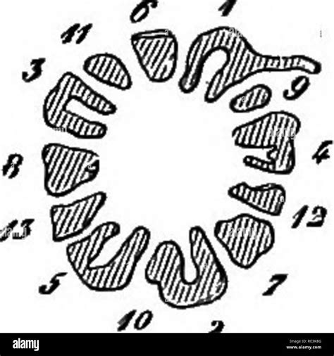 Transverse Section Of A Plant Root Hi Res Stock Photography And Images Alamy