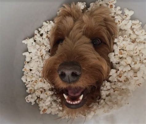 Los Dueños De Un Perro Llenaron Su Collar De Palomitas Para Hacerlo