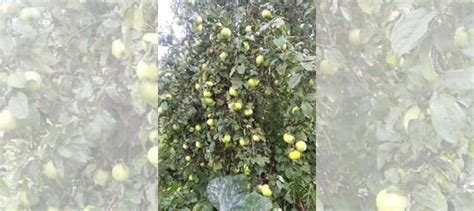 Яблоки купить в Санкт Петербурге Товары для дома и дачи Авито