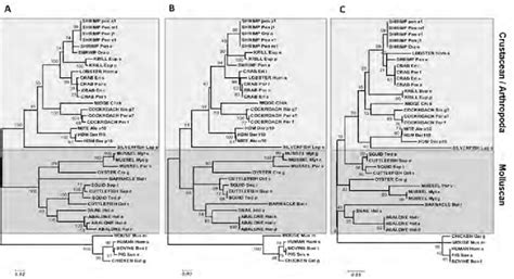 Neigbor Joining Tree Of A The Full Tropomyosin Amino Acids Sequences Download Scientific