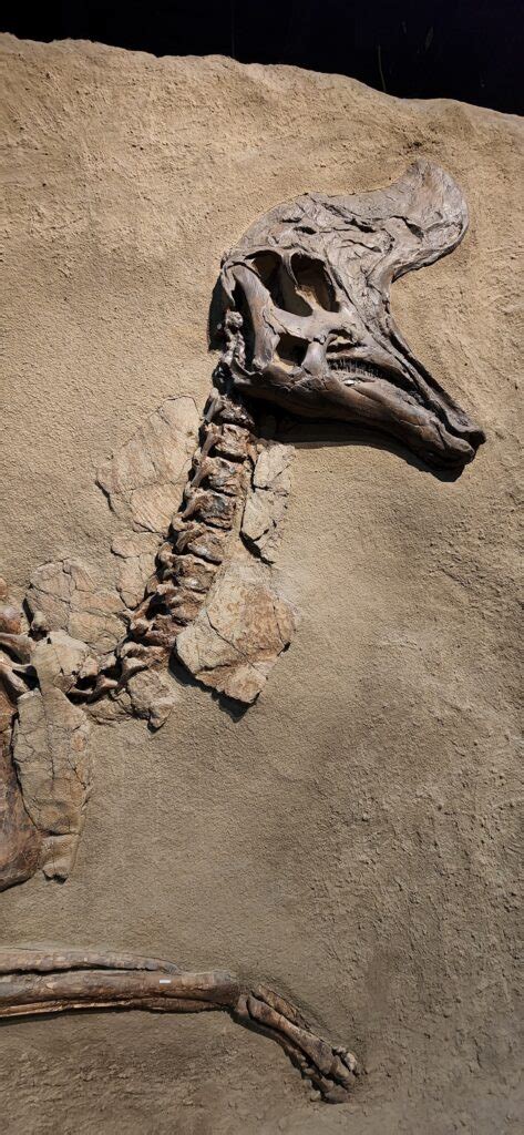 Fossil Discovered By Reading Professor Could Be A Rare Complete