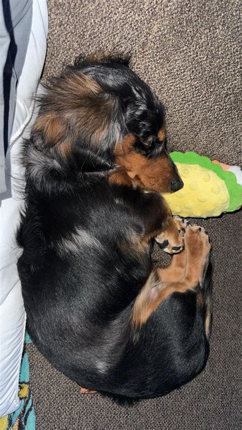 Almost 7 Month Old Mini Doxie R Dachshund