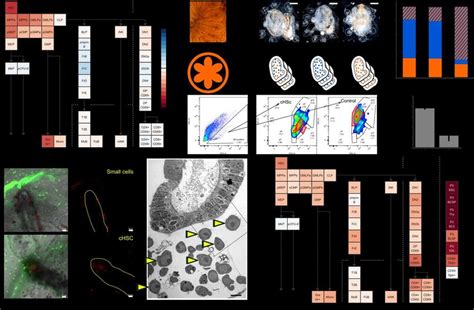 Multilineage Differentiation Capacity Homing Sites Of Hsc And Their Download Scientific