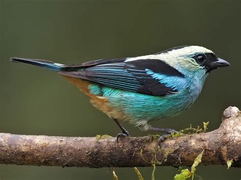 Metallic Green Tanager Ebird