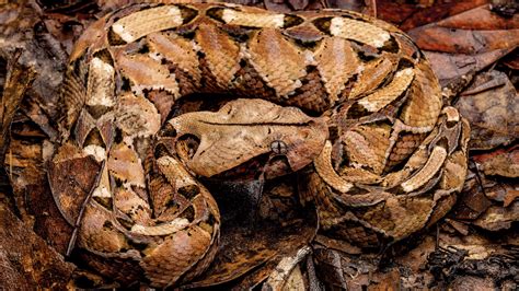 სასიკვდილო ნაკბენი