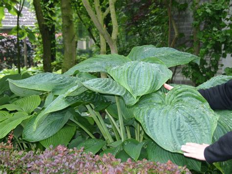 Funkie Empress Wu Hosta X Cultorum Empress Wu Baumschule Horstmann