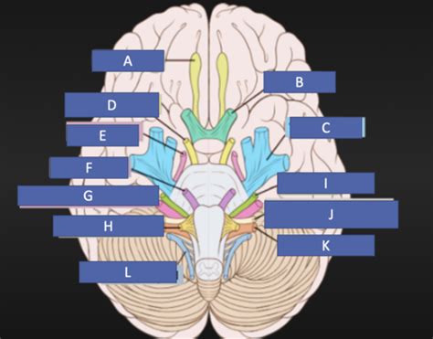 Cranial Nerves Flashcards Quizlet