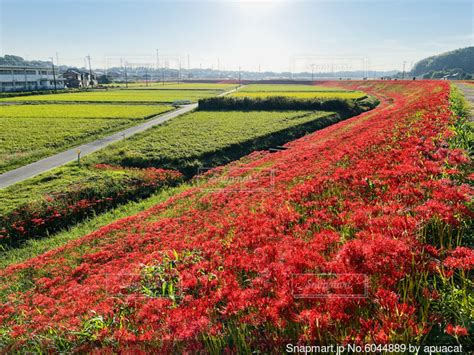 彼岸花の赤い絨毯の写真画像素材 Snapmartスナップマート