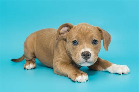 Premium Photo Small American Bully Puppy