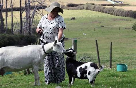 Nigerian Dwarf Goats Size And Weight