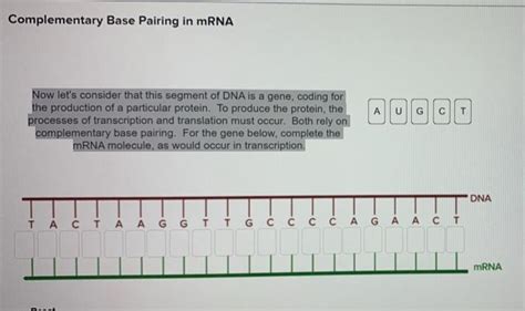 Solved Dna And Base Pairing Replication Of Dna Below Is A