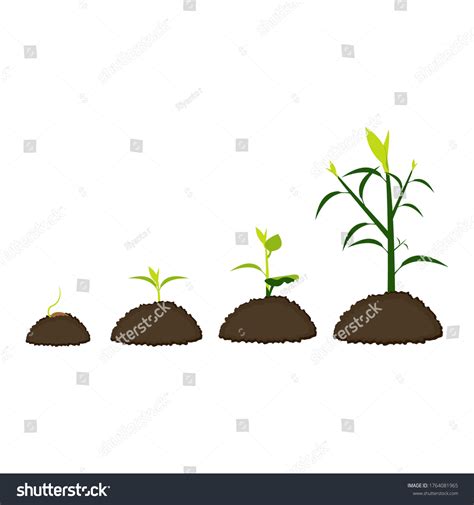 Tree Growth Diagram Green Leaf Nature Stock Vector Royalty Free 1764081965 Shutterstock