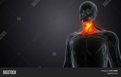 Human Body Platysma Image And Photo Free Trial Bigstock