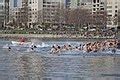 Categorypolar Bear Swim In 2019 Wikimedia Commons