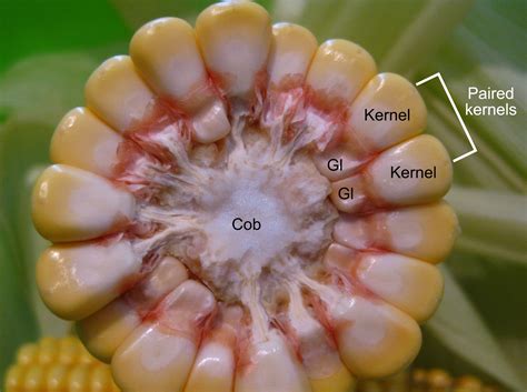 Maize Morphology And Anatomy Earth Home Evolution