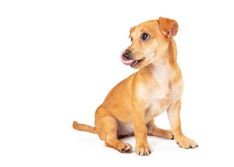 รูปภาพsalivating เลือกดูภาพถ่ายสต็อก เวกเตอร์ และวิดีโอ1025 Adobe