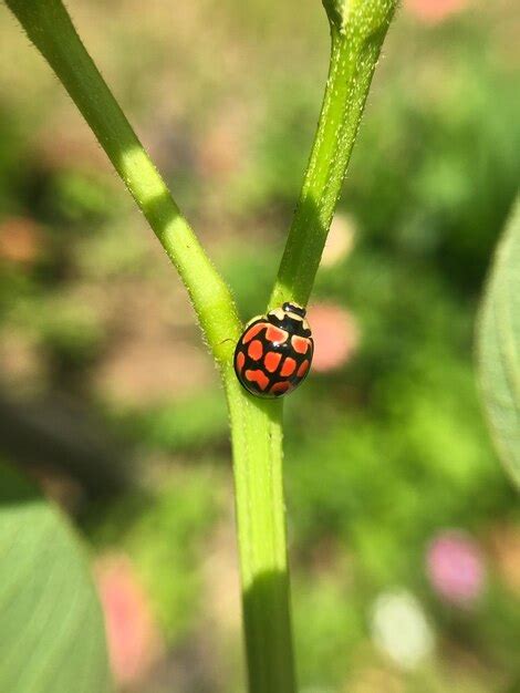 Premium Photo Small Bug On A Lea