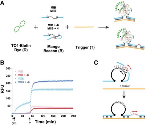Turn On Rna Mango Beacons For Trans Acting Fluorogenic Nucleic Acid