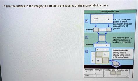 Blank Monohybrid Cross
