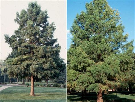 35 Best Large Trees Images On Pinterest Shade Trees Garden Trees And Fast Growing