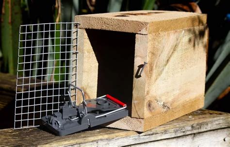 How To Set Up A Rat Trap A Step By Step Guide Critter Stop