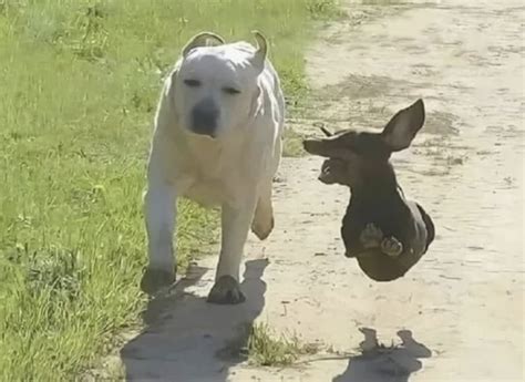 The Clear Difference Between An Introvert And An Extrovert Frickin