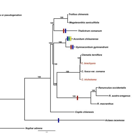 Phylogenetic Tree Reconstruction Of 15 Taxa Using Maximum Likelihood Download Scientific