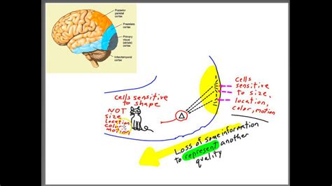Inferior Temporal Cortex