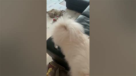 꼬리흔들기 Youtube