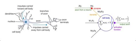 Illustration Of Neurons And Neural Network Mathematical Models Source