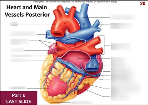 Heart Posterior View Diagram Quizlet