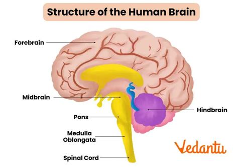 Brain Diagram With Parts In Tamil Language