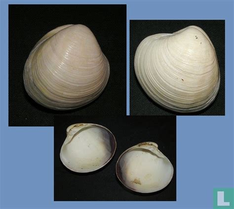 Pitar Citrinus Schelp Lastdodo