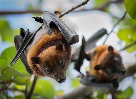 What Do Dayak Fruit Bat Eat