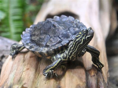 Graptemys Oculifera Ringed Map Turtle In John G Shedd Aquarium Graptemys Oculifera Ringed Map Turtle In John G Shedd Aquarium