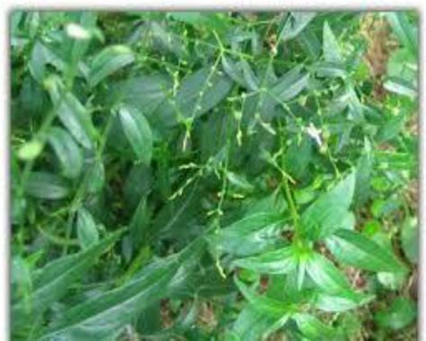 Andrographis Paniculata Download Scientific Diagram