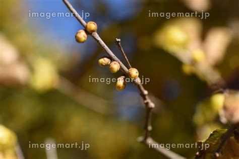 ロウバイの花の写真素材 177128051 イメージマート