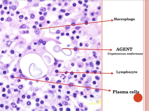 Immune System And Lymphoid Organs Flashcards Quizlet