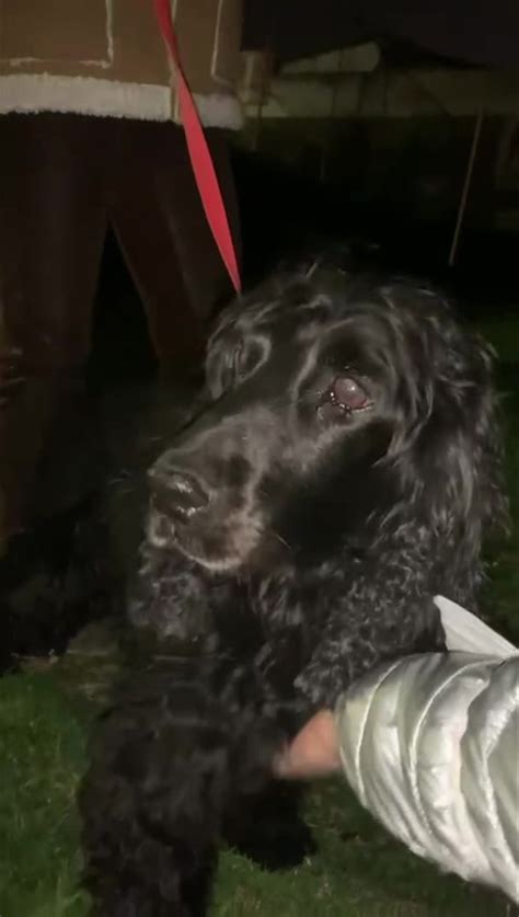 Urgente‼️ Amigos Esta Perrita Cocker Negra Fue Encontrada Corriendo