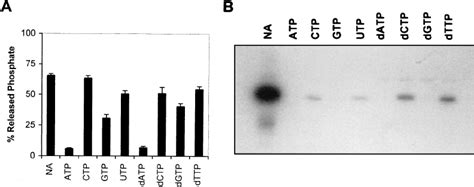 Effects Of Ntps And Dntps On Gst ⌬ 2c Atp Hydrolysis And Atp Binding Download Scientific