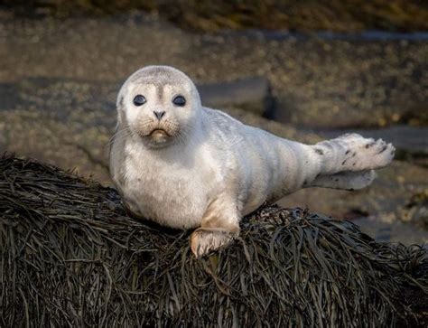 Пин от пользователя Lara Adriana Omeany на доске Seals Котята Тюлень Животные