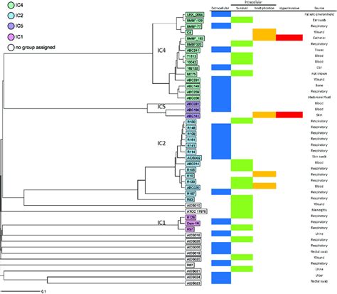 Unweighted Pair Group Method Using Average Linkages Upgma Tree