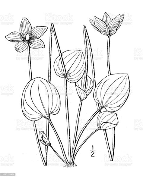 Antique Botany Plant Illustration Parnassia Caroliniana Carolina Grass