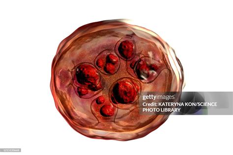 Echinococcus Granulosus Hydatid Cyst
